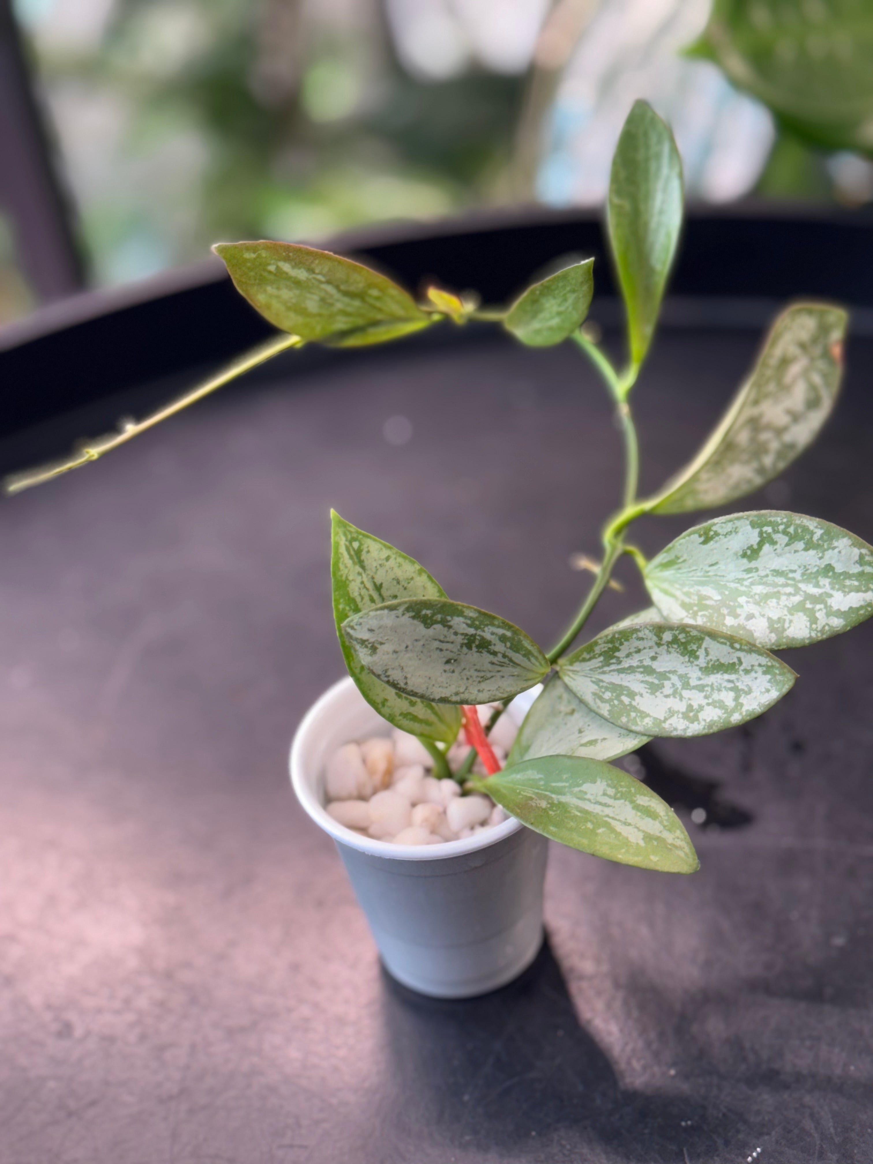 Hoya aff collina sp Papua Silver Splash – Just plants & gifts