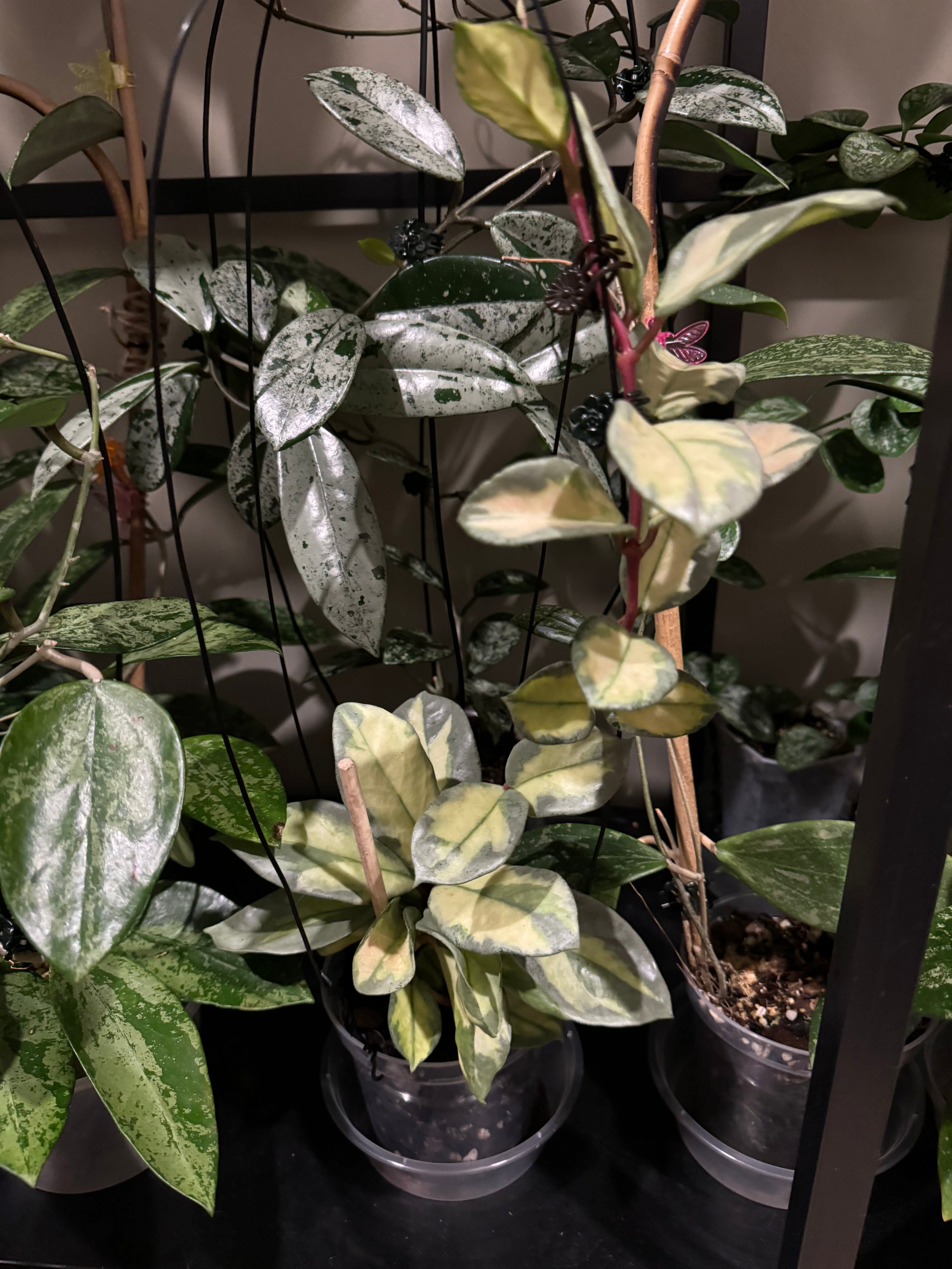 Buy Rare and Collector Plants Hoya Perth | Just Plants – Just plants ...